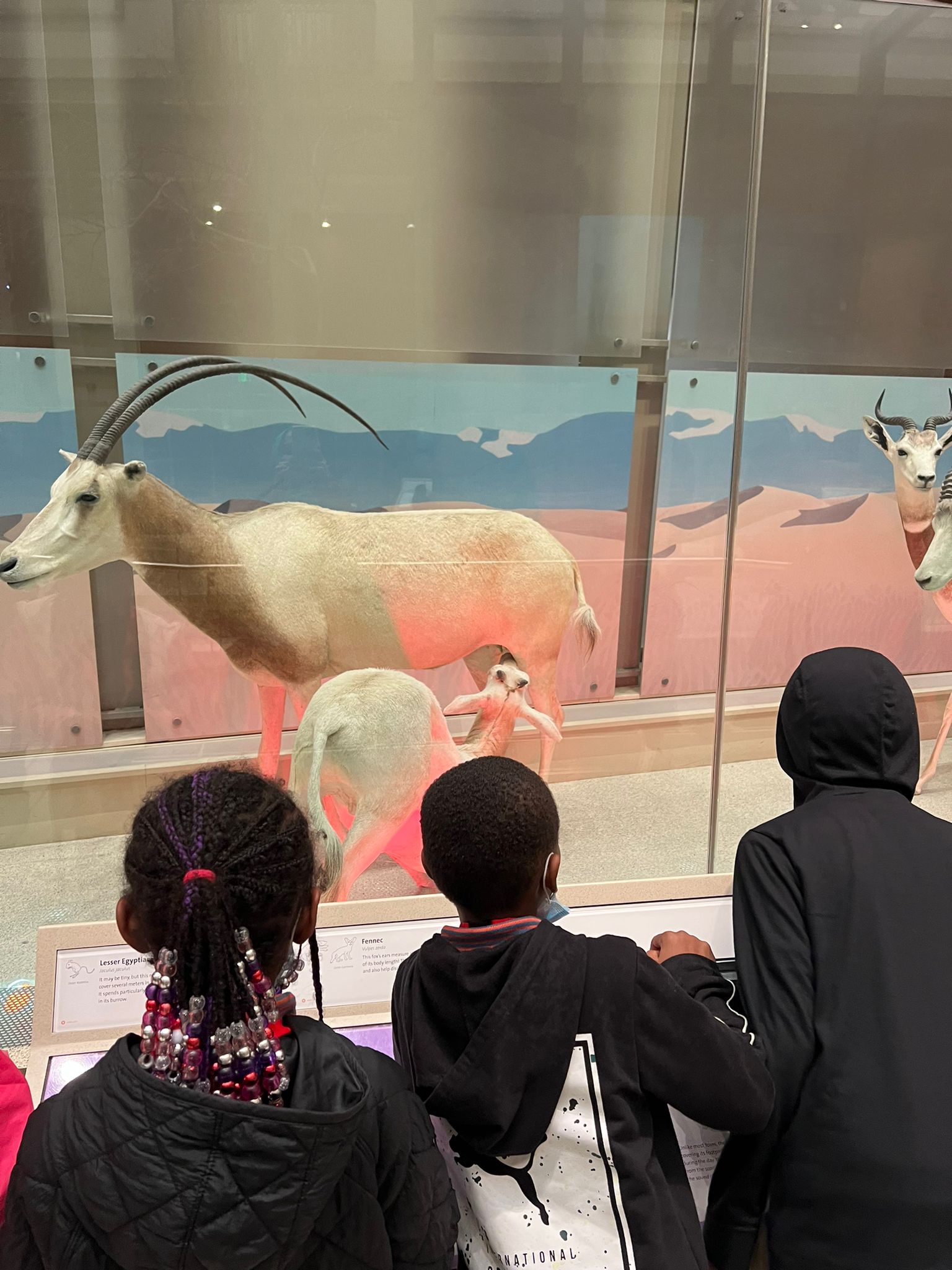 Natural History Museum Field Trip – Harmony Public Schools – Washington DC